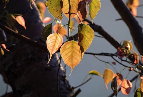 Trees Name In Punjabi For English Readers HubPages