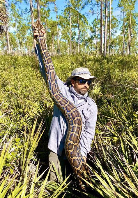 Fighting Floridas Invasive Python Problem One Step At A Time