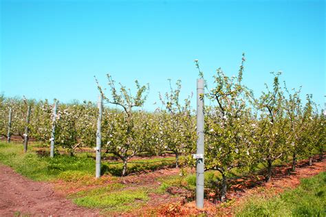 Нашите сортове Българска Ябълка