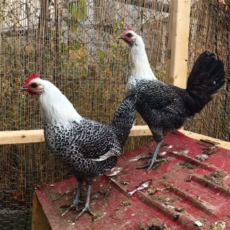 Egyptian Fayoumi Eggs Temperament Size And Raising Tips