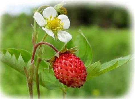 Сорта земляники с фотографиями и описанием