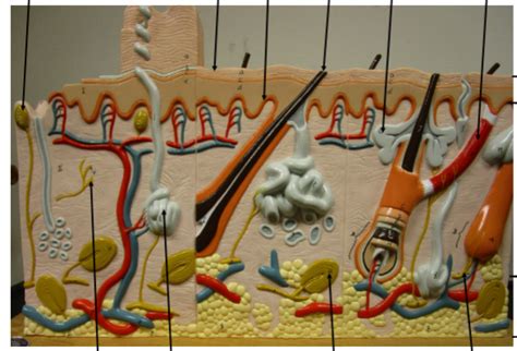 Skin Diagram Diagram Quizlet