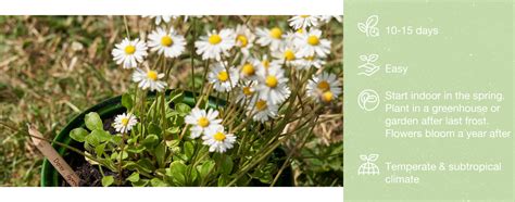 Daisy Sproutworld
