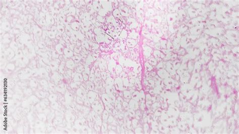 Section Of Human Medulla Oblongata Filmed Under Microscope 200x On White Background Macro