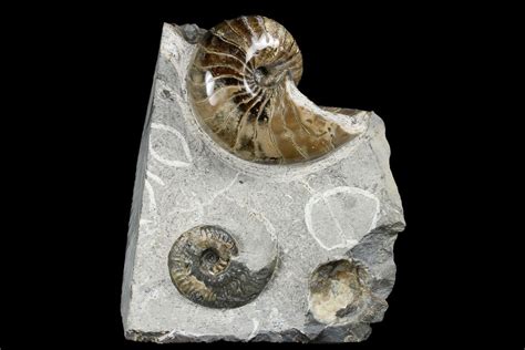 64 Polished Nautilus And Ammonite Fossil Association England
