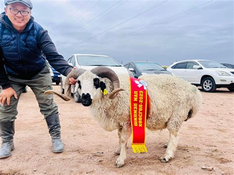 “Шилмэл мал Хөвсгөл 2023” үзэсгэлэнгийн үеэр ашиг шимт хээлтүүлэгч мал шалгарууллаа Murch Mn