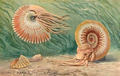 Ammonite Libraries Of Life