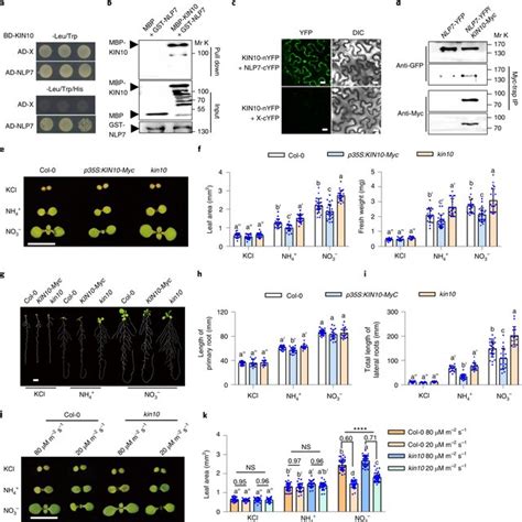 Regulatory Functions Of Cellular Energy Sensor Snrk1 For Nitrate Signalling Through Nlp7 Repression