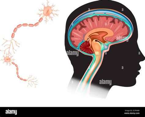 Human Head with Brain and Neurons Diagram. Cells in the brain are neuron. Nerve cells and glial ...