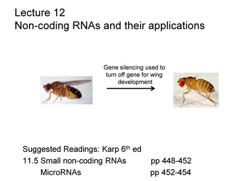 Lecture Notes Lectures Non Coding RNAs Lecture RNAs And Their Applications Gene