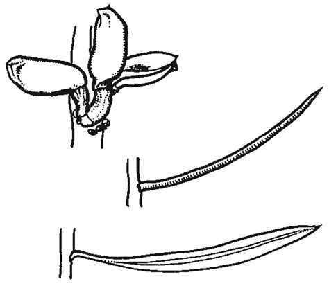 Hakea Microcarpa Revegetation Guide