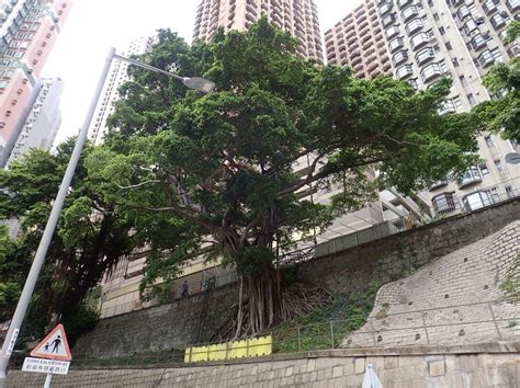 Highways Department Stonewall Tree Management