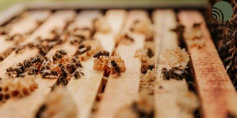 Keep Bees Beekeeping And Honey Production Guide Farmvina