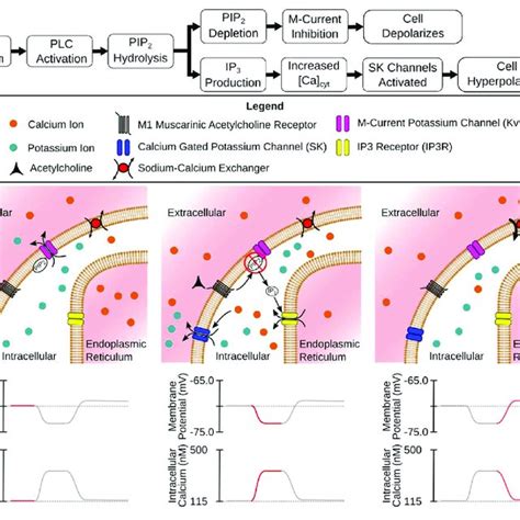 A Experimental Recording Of Ca1 Pyramidal Cell Responding To A 40