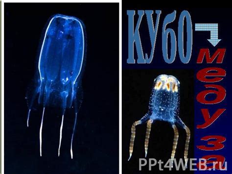 Презентация на тему Медузы 4 класс скачать бесплатно презентации по Биологии