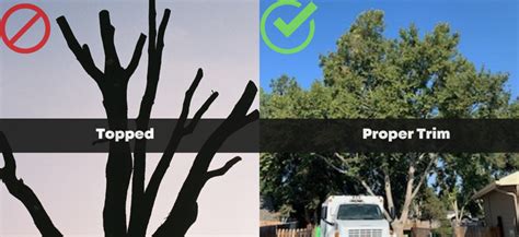 What Is Topping A Tree And Why You Shouldnt Do It 49 Off