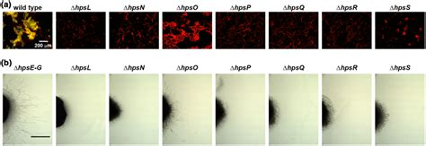 Effect Of Hps Genes On Accumulation Of And Exogenous Complementation Download Scientific