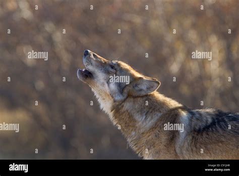 Gray Wolf Howling Denal National Park Interior Alaska Autumn Stock