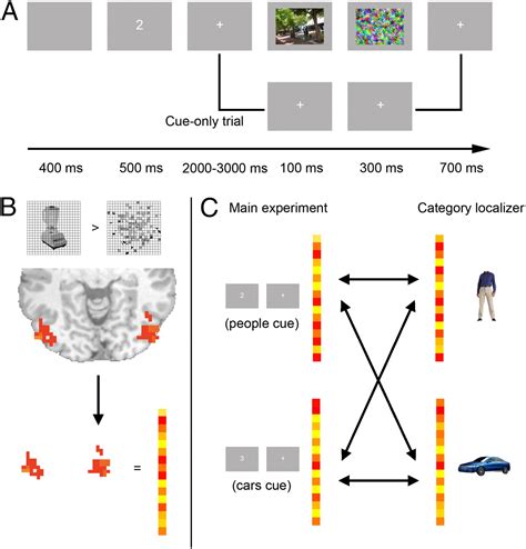 A Neural Basis For Real World Visual Search In Human Occipitotemporal Cortex Pnas