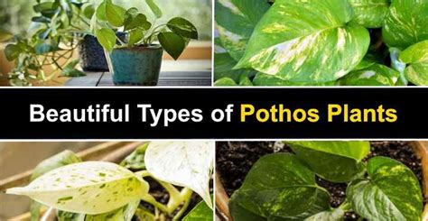 Types Of Pothos Plants Epipremnum Aureum Identification Pictures