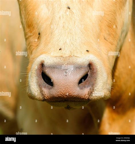 Domestic Detail Hi Res Stock Photography And Images Alamy