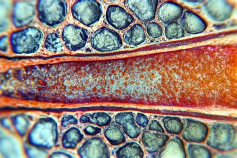 Detailed Microscopic View Of Plant Cell Structure And Vascular Tissue Stock Image Image Of