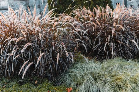 Fountain Grass Ruby Magic Plant Buy Now Ladybird Nursery