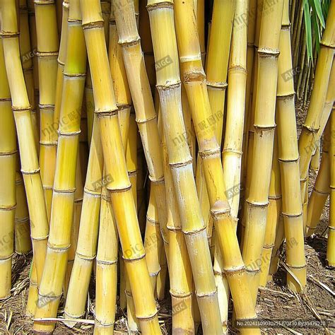 Ai创作图竹连体 洪都拉斯竹 黄皮甘蔗详情 纯手工甘蔗 竹产业 竹的种类 黑皮甘蔗详情 甜甘蔗详情甜甘蔗 竹枝园 青皮甘蔗详情 青皮甘蔗背景 甘蔗的吃法 甘蔗干图片 种麻竹 广西香竹nipic