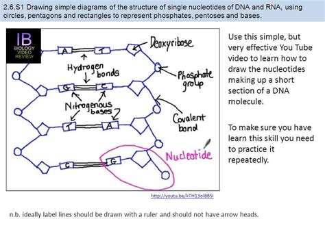 The Key Differences DNA Vs RNA Structure Diagram Explained