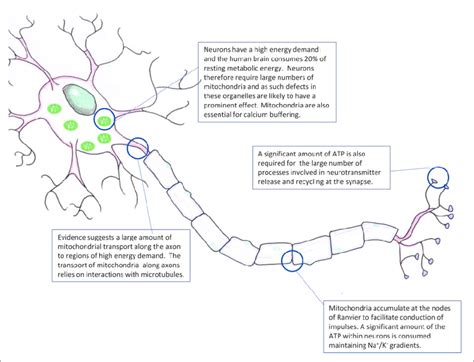 Mitochondria And Neuronal Function Mitochondria Are Essential For Download Scientific Diagram