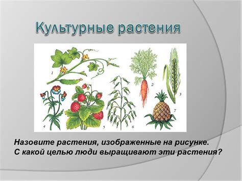 Ботаника – наука о растениях 6 класс - Презентации по биологии