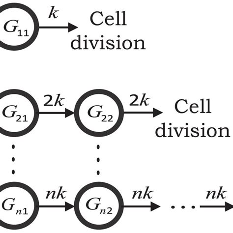 A Continuous Time Markov Chain Model For The Cell Cycle Time Left The Download Scientific