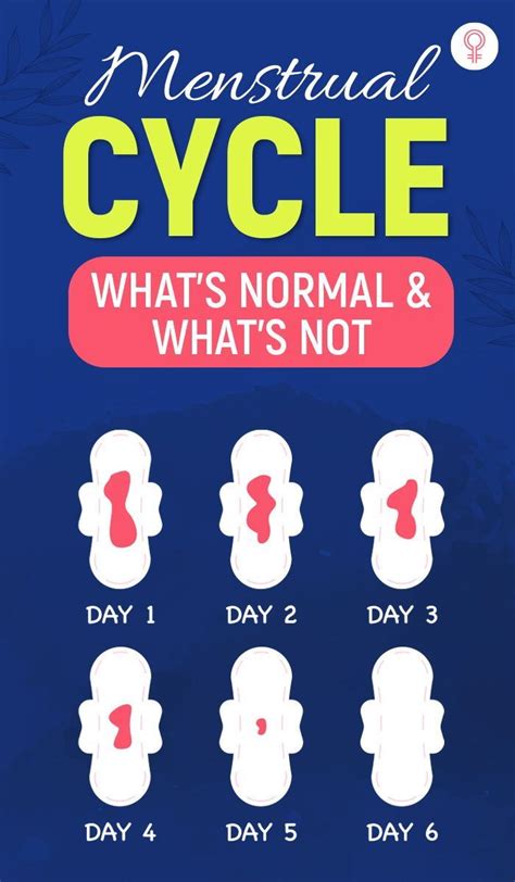 Menstrual Cycle Facts Artofit