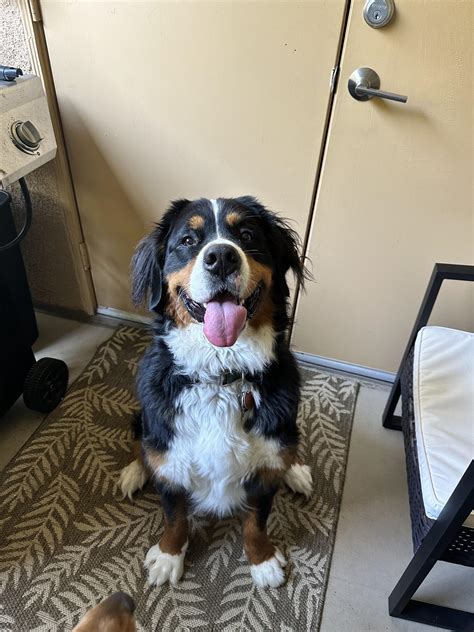 Look At This Handsome Berner I Get To Watch This Weekend 😍 R