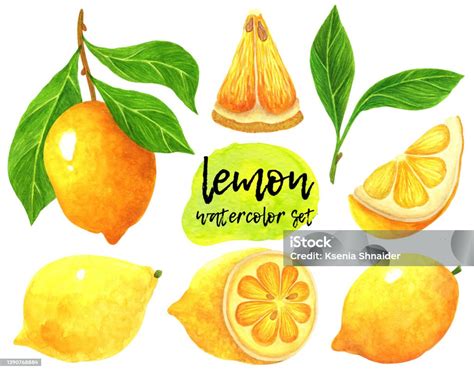 레몬 수채화 컬렉션 흰색 배경에 고립 된 손으로 그린 그림 육즙이 잘 익은 과일 세트 나뭇 가지에 감귤류 반으로 자르고 슬라이스하고 잎을 자릅니다 신맛이 나는 여름 정원