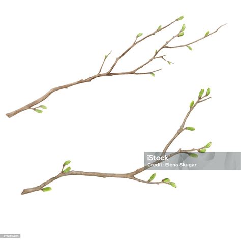 녹색 봄 새싹이 세트로 된 나뭇 가지 수채화 디지털 일러스트레이션 어린 나무 가지가 흰색 배경에 고립되어 있습니다 엽서 인사말 및 부활절을위한 지점 0명에 대한 스톡 벡터