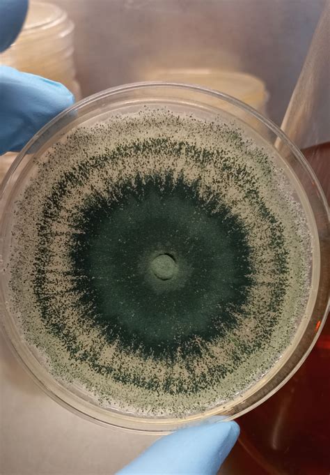 Jaime Bravo On Linkedin Empezamos La Produccion Para Trichoderma Spp Aislada De Manglar De Amplia…