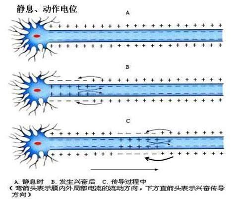 神经干动作电位的引导 知乎