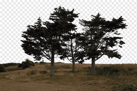 Trees Nature Landscape Png PNGWing