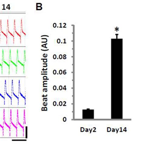 Enhancement Of Contractile Properties In Cultured Hipsc Cms A