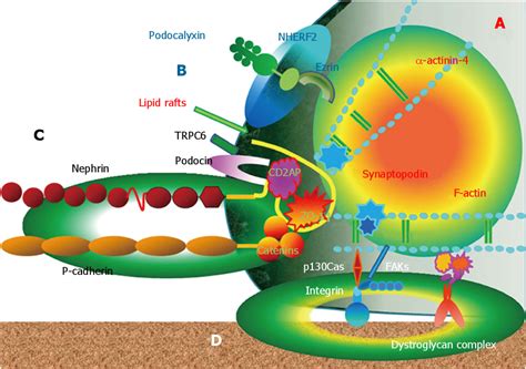 Figure 1 From Roles Of Adaptor Proteins In Podocyte Biology Semantic Scholar