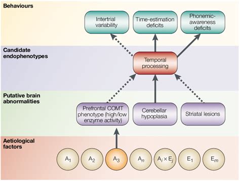 Causal Model Of Temporal Processing As A Candidate Endophenotype Download Scientific Diagram