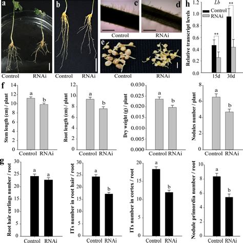 The Growth Phenotypes Infection Events And Nodulation Of Rpf107 Rnai Download Scientific
