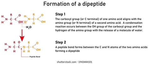 Dipeptide Molecule Sketch