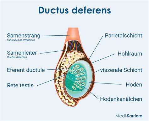 Ductus Deferens Aufbau Und Funktion Medi Karriere
