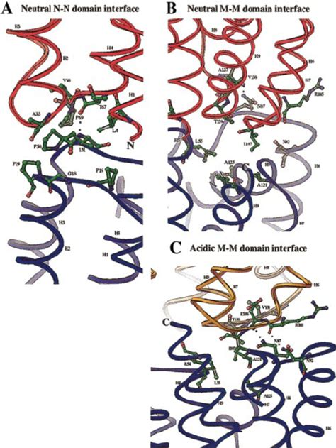 Dominant Interactions At The M1m1 Stacking Interfaces Close Up Views