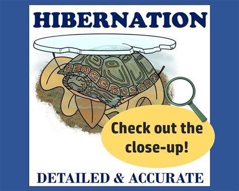 Hibernating Animals Clip Art Etsy