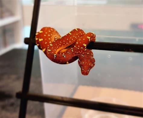 Cyclops Green Tree Python For Sale