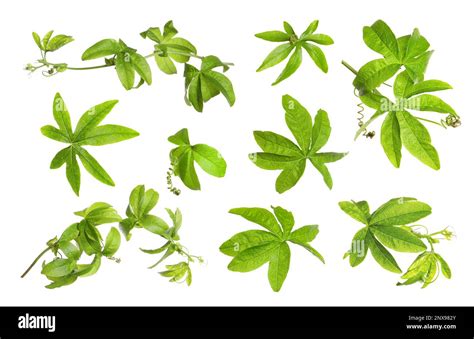 Set With Passiflora Plant Passion Fruit Leaves On White Background