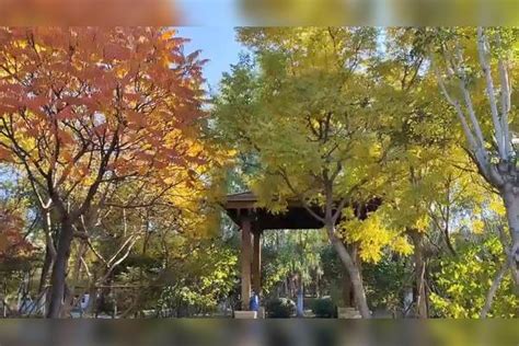 太原汾河两岸正“醉秋”！美景就这两天，再不赏秋就晚了！！！ 汾河 美景 两岸